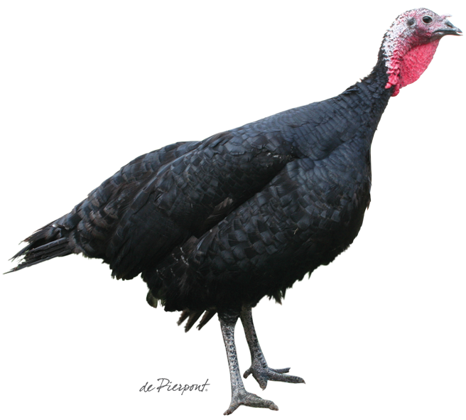 Les Volailles - Les Volailles d'Occitanie